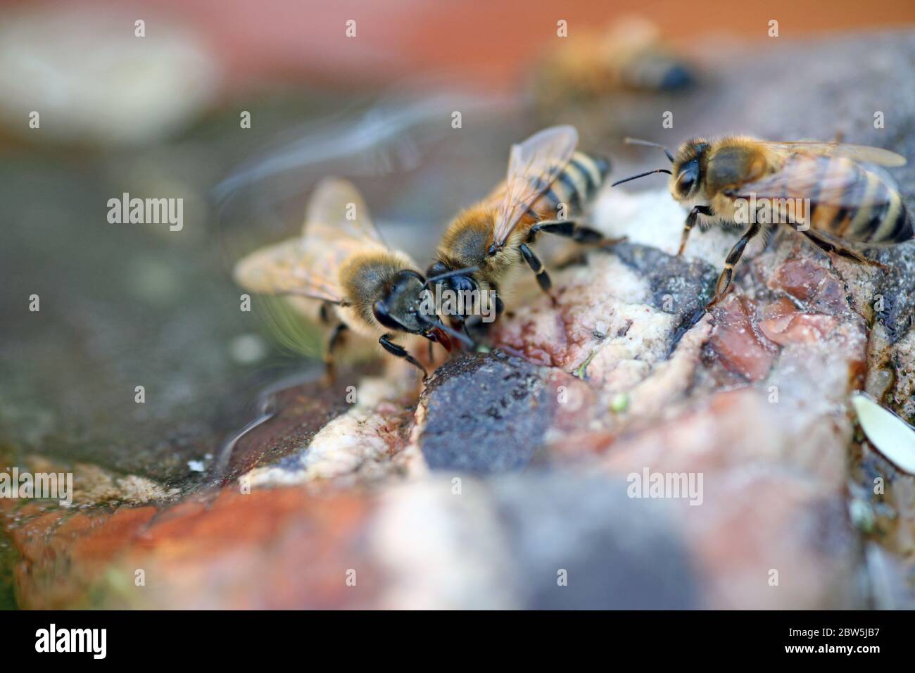 Honey Bee drinking Stock Photo - Alamy
