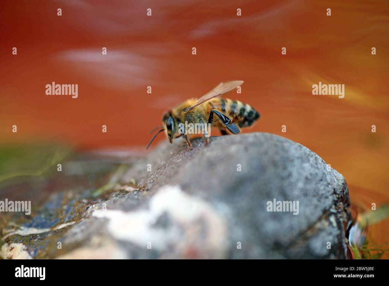 Honey Bee drinking Stock Photo - Alamy