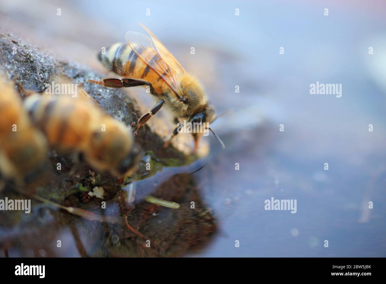 Honey Bee drinking Stock Photo - Alamy