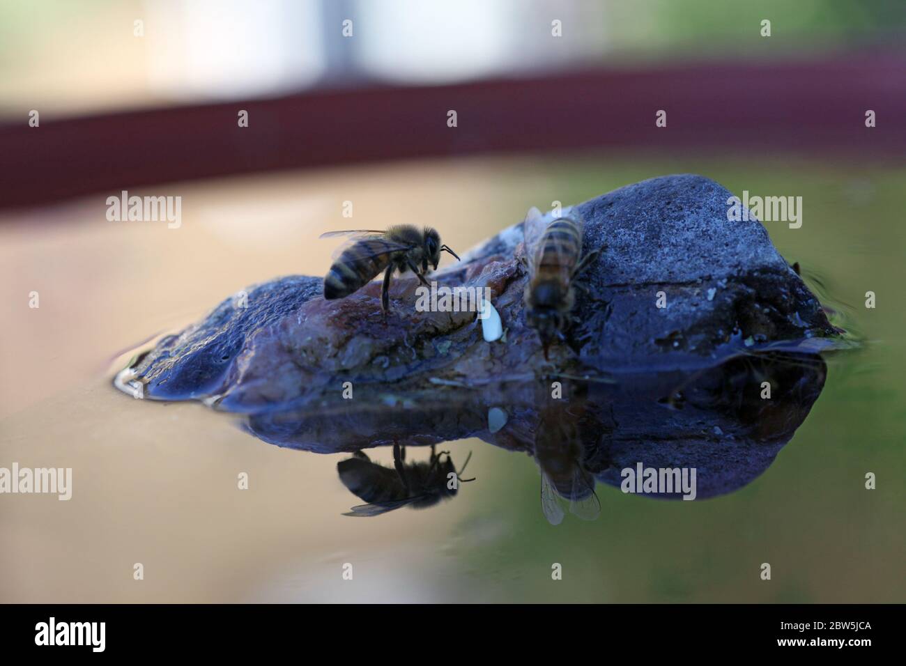 Honey bee reflections Stock Photo - Alamy