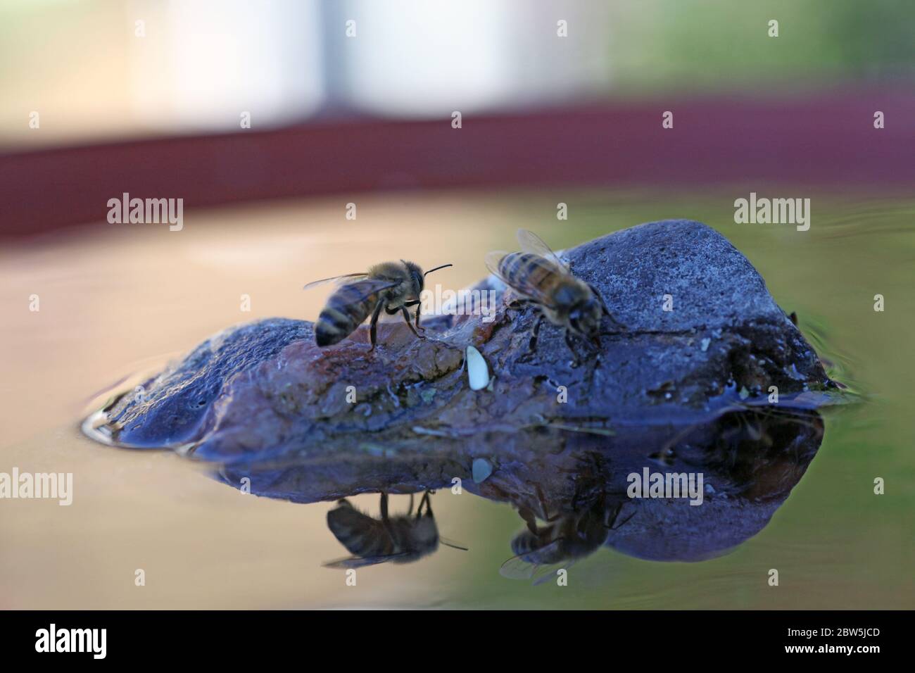 Honey bee reflections Stock Photo - Alamy