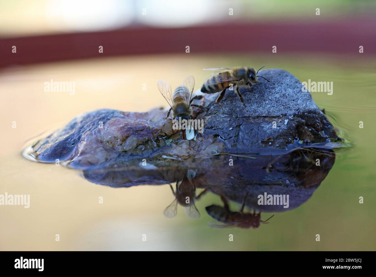Honey bee reflections Stock Photo - Alamy