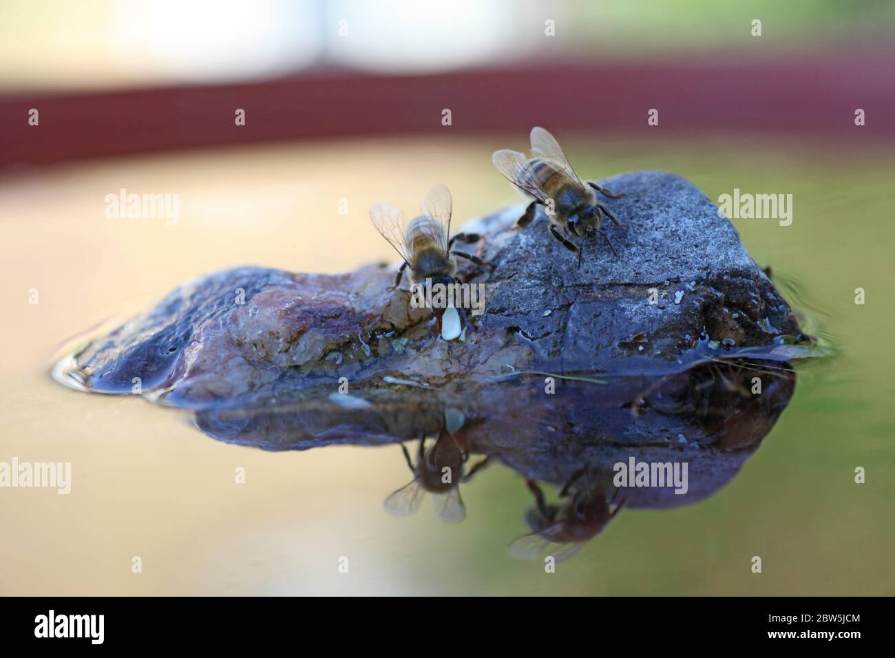 Honey bee reflections Stock Photo - Alamy