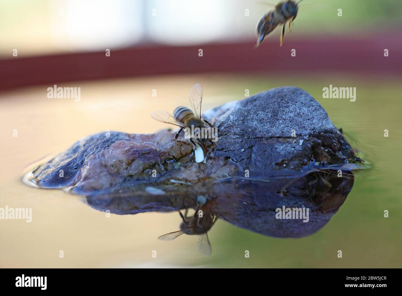 Honey Bee flying Stock Photo - Alamy