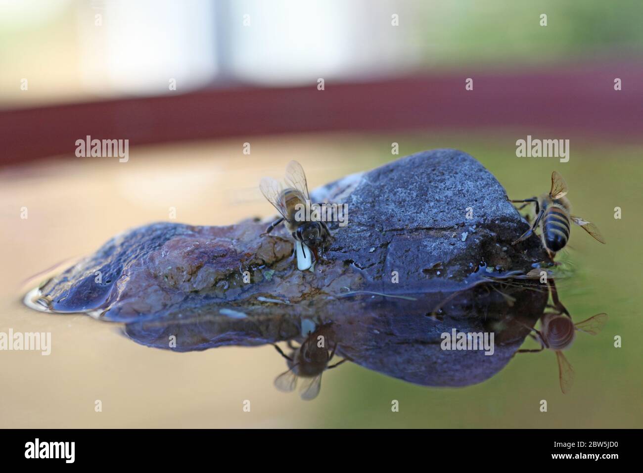 Honey bee reflections Stock Photo - Alamy