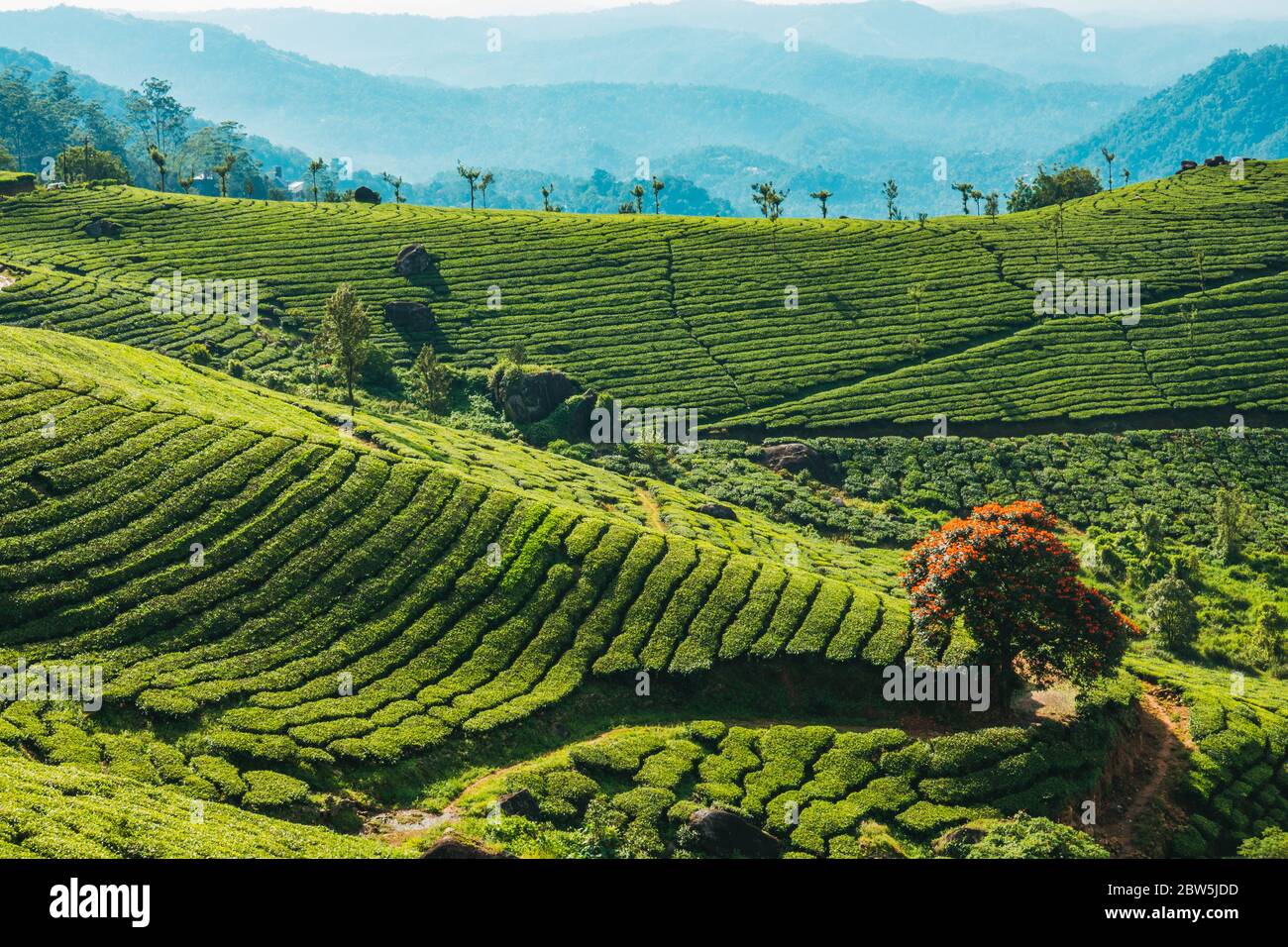 The neat rows of tea plants on a hillside seen from the 2nd Mile View ...