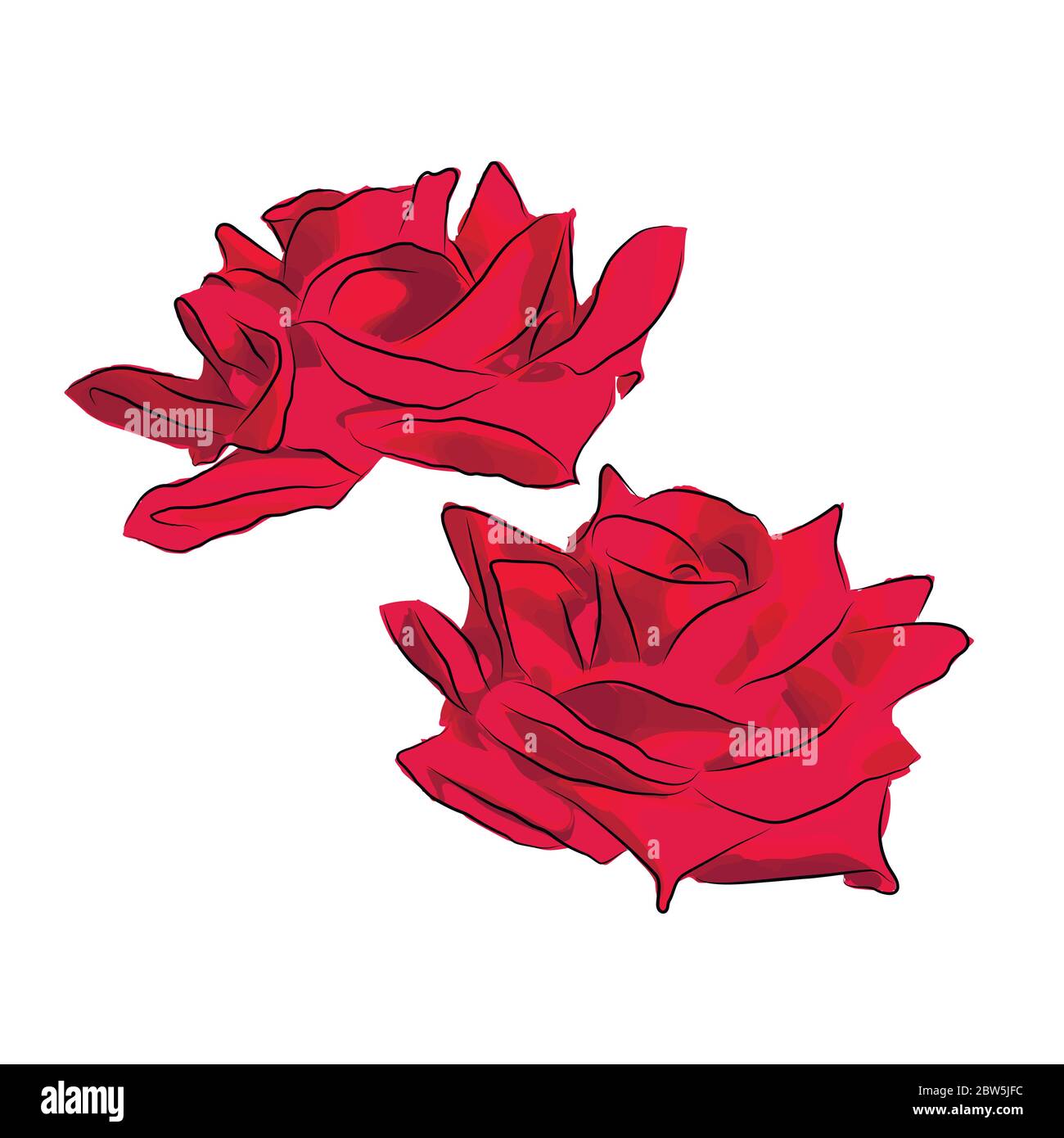 Red rose. Vector Illustration. Isolated on white background Stock ...