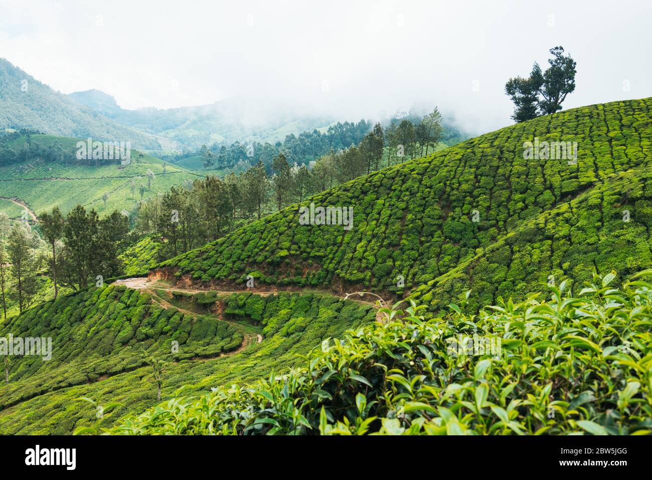 Silver oak hi-res stock photography and images - Alamy