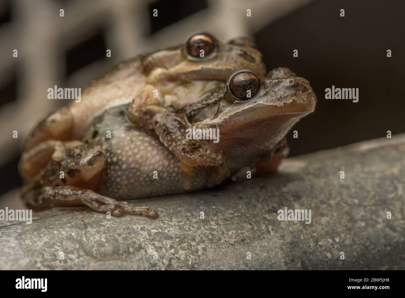 Sierran Treefrog (Pseudacris sierra) formerly P. regilla, in amplexus ...