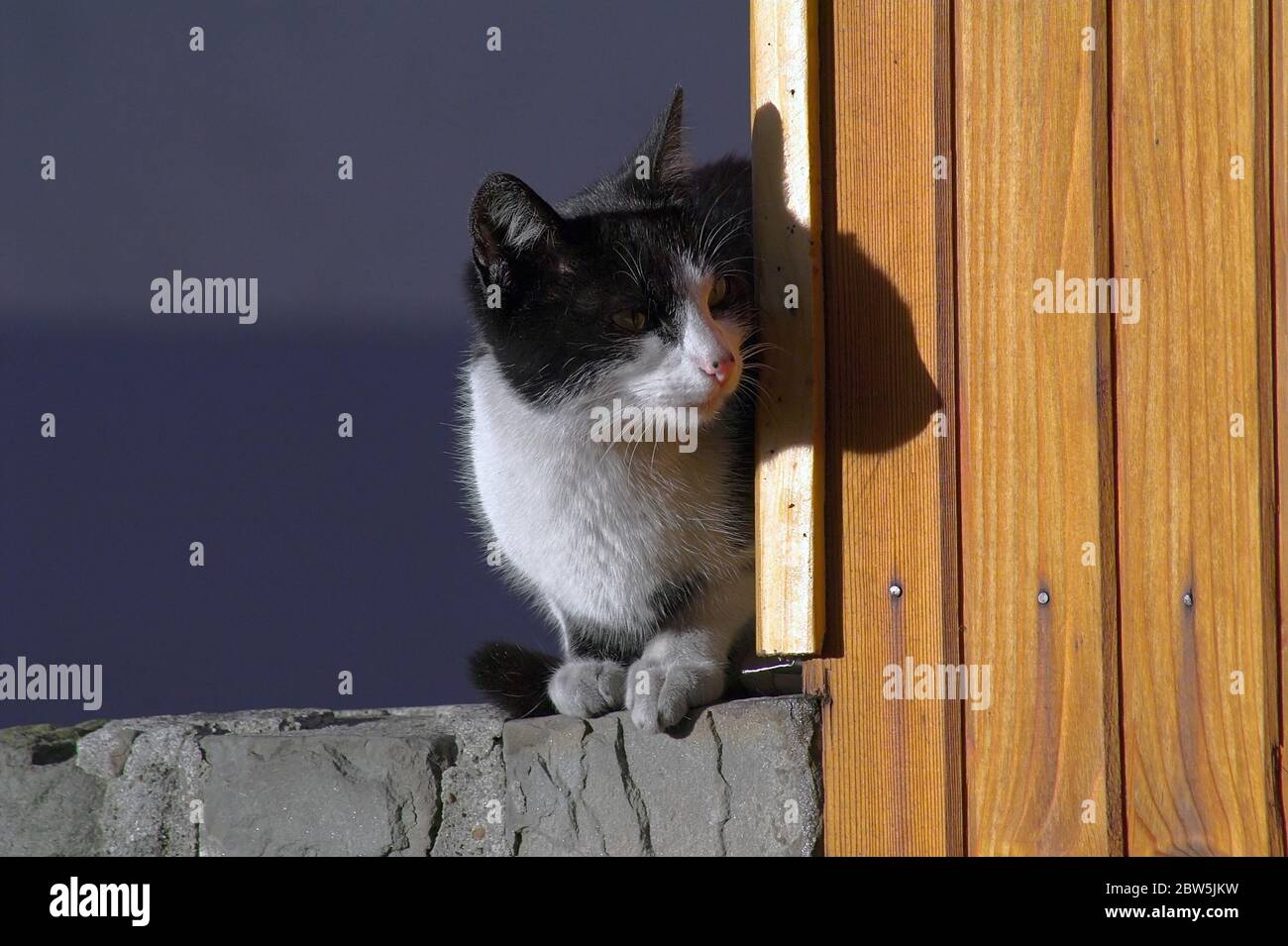 Felis catus; Domestic cat coming out from behind the fence. Hauskatze ...