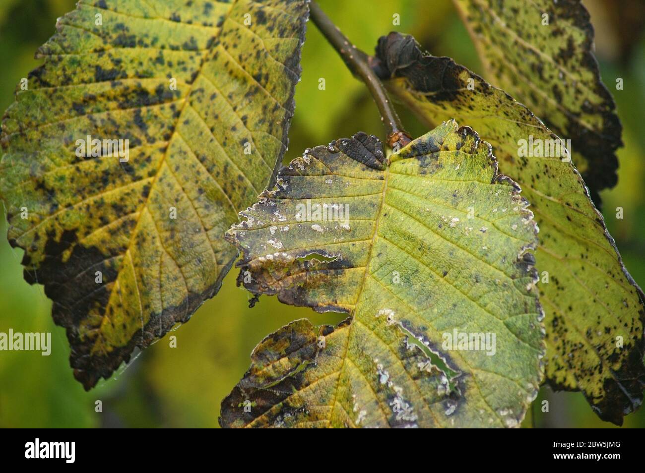 Hojas marchitas hi-res stock photography and images - Alamy