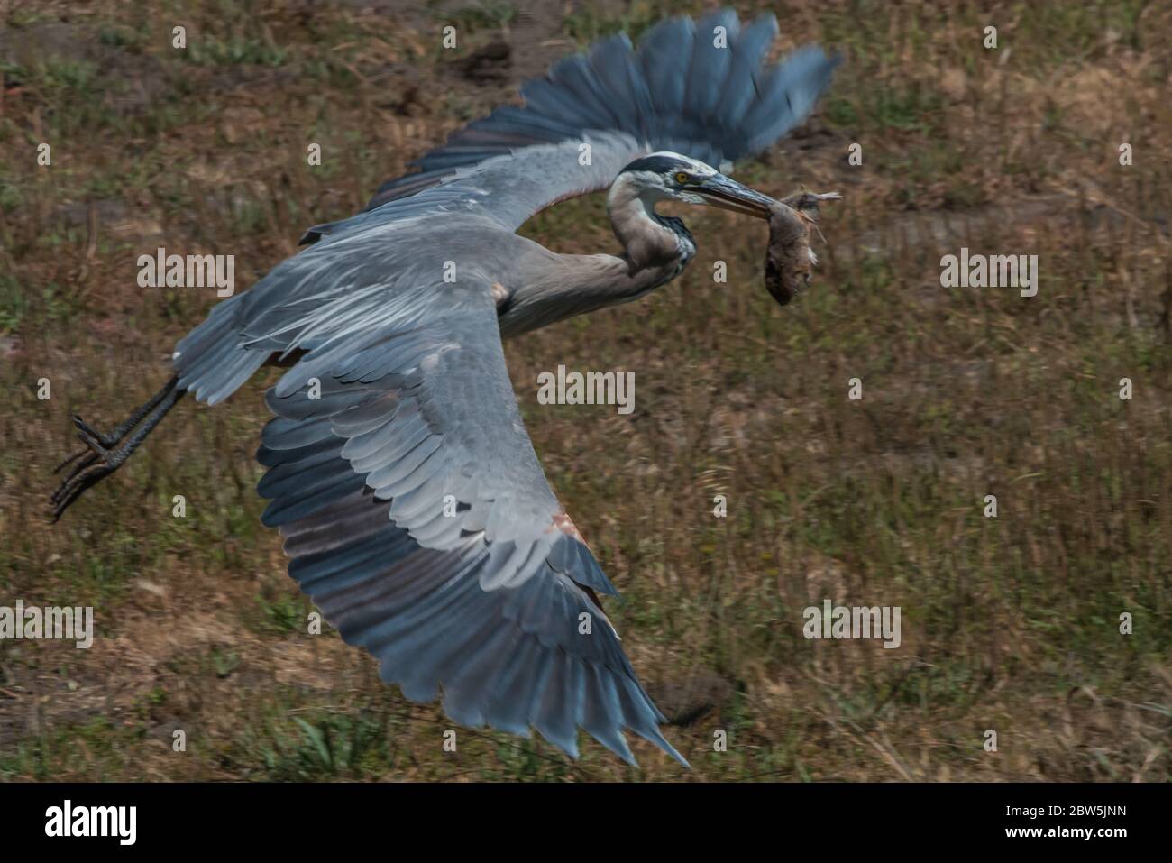 A great blue heron that has captured a large bottas pocket gopher and ...
