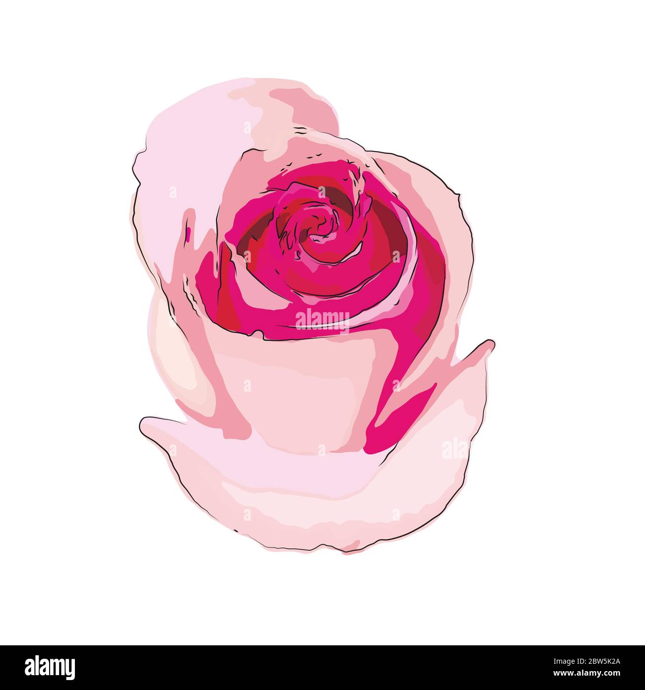 Pink rose. Vector Illustration. Isolated on white background Stock ...