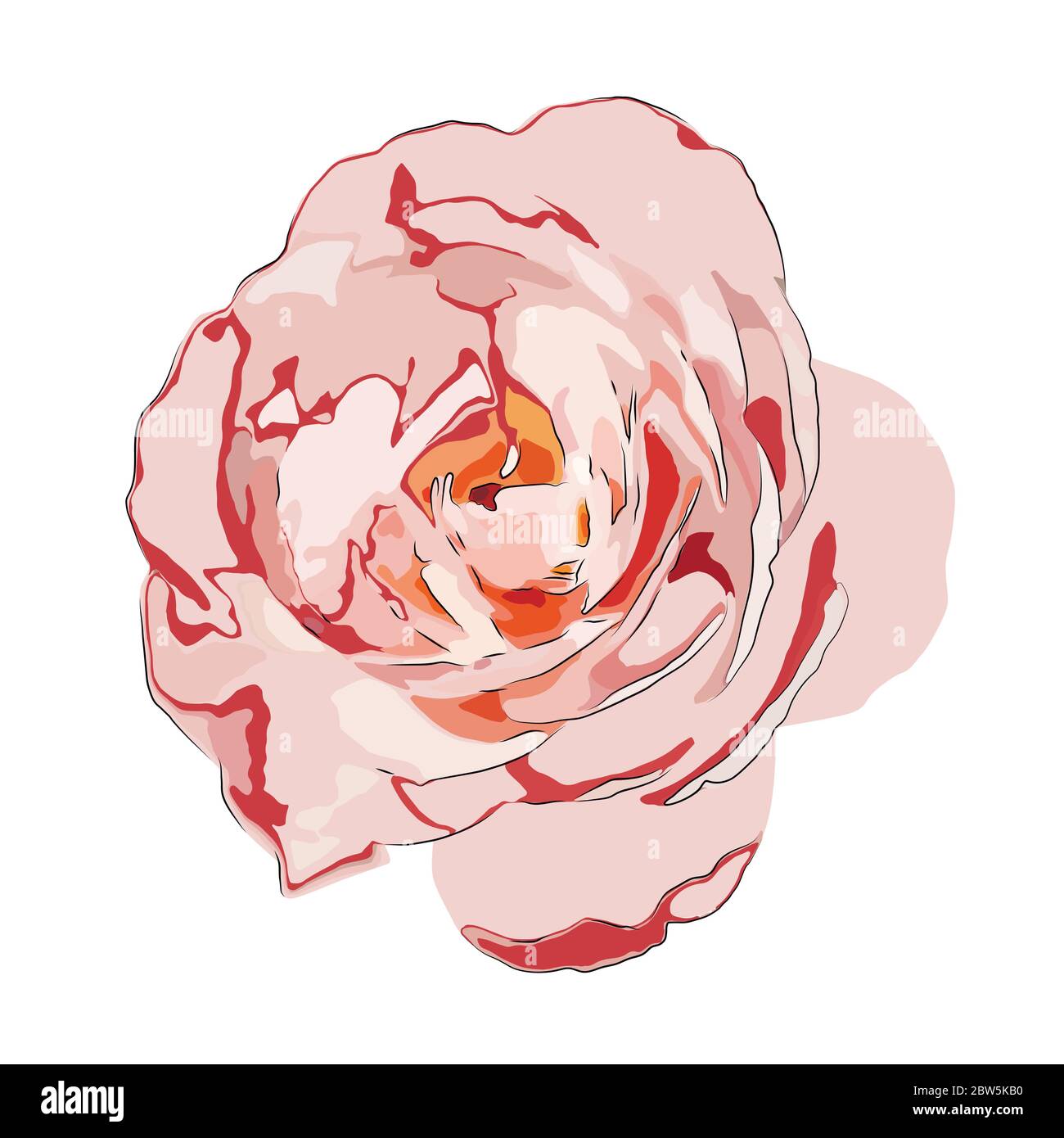 Pink rose. Vector Illustration. Isolated on white background Stock ...