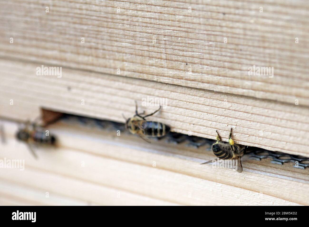 Bee antennae hive hi-res stock photography and images - Alamy
