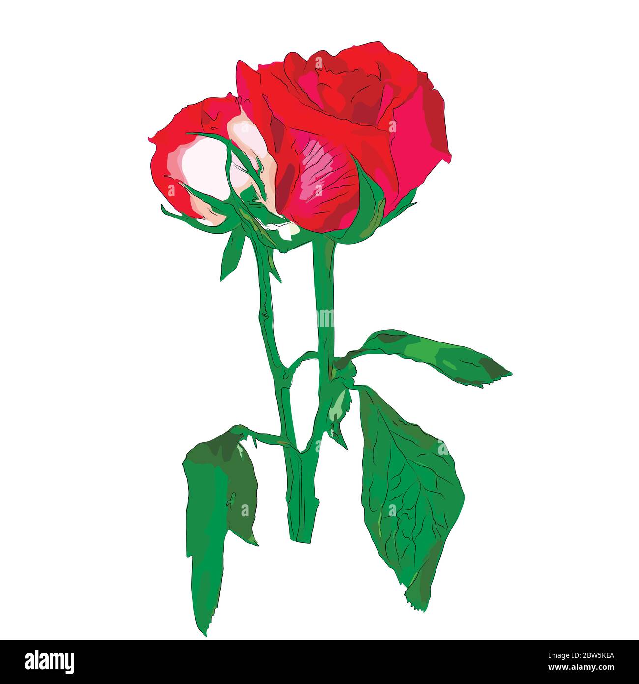 Red rose. Vector Illustration. Isolated on white background Stock ...