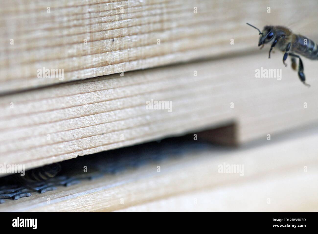 Honey Bee flying Stock Photo - Alamy