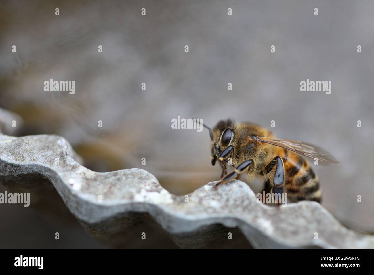 Bee thorax hi-res stock photography and images - Alamy