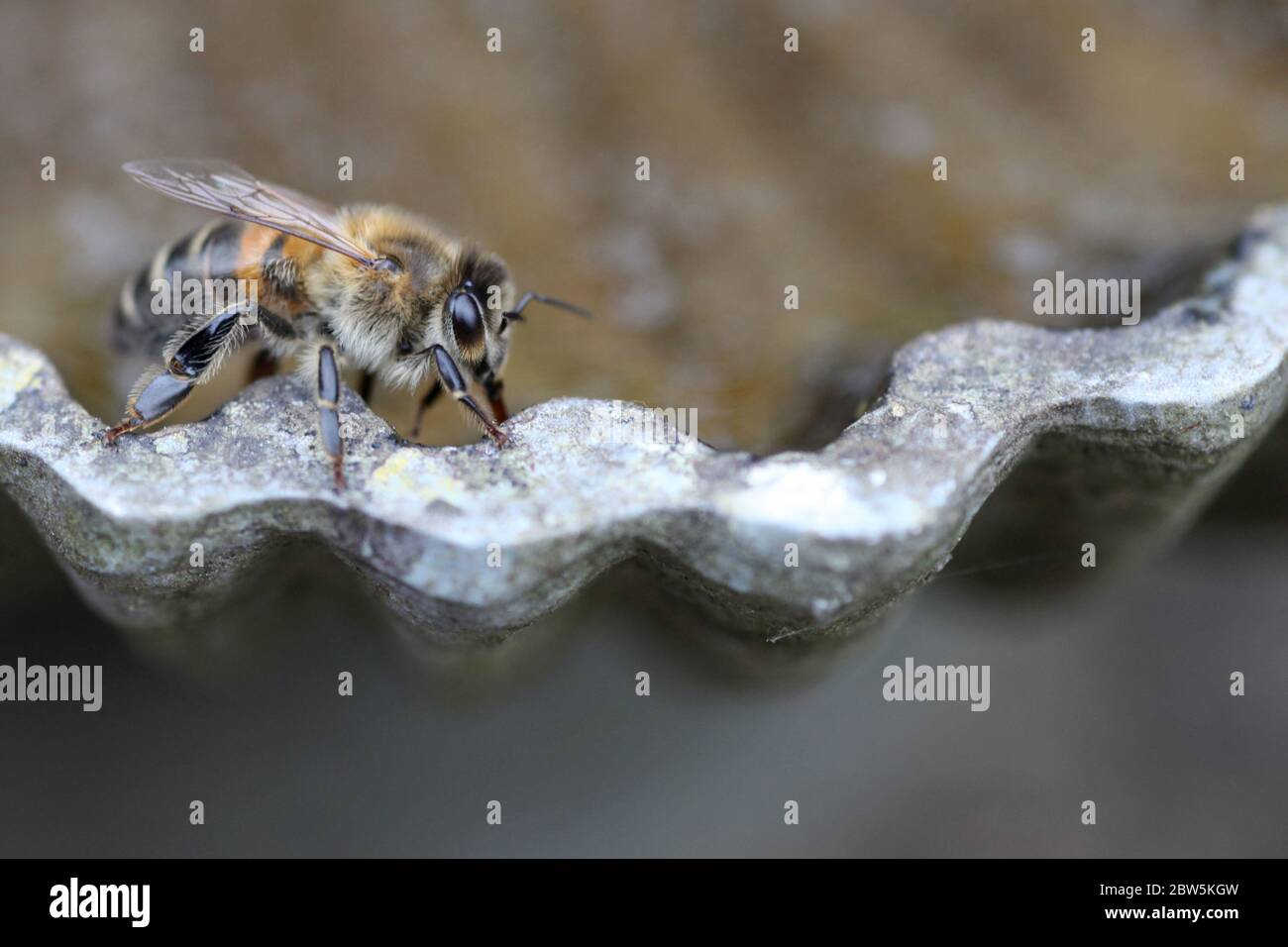 Honey Bee Drinking Stock Photo - Alamy