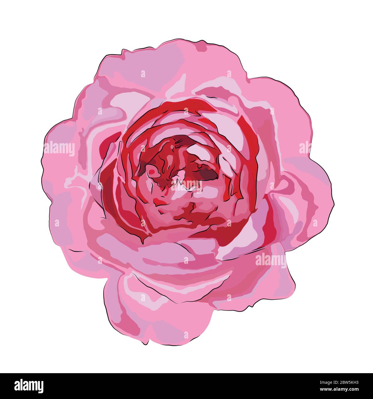 Pink rose. Vector Illustration. Isolated on white background Stock ...