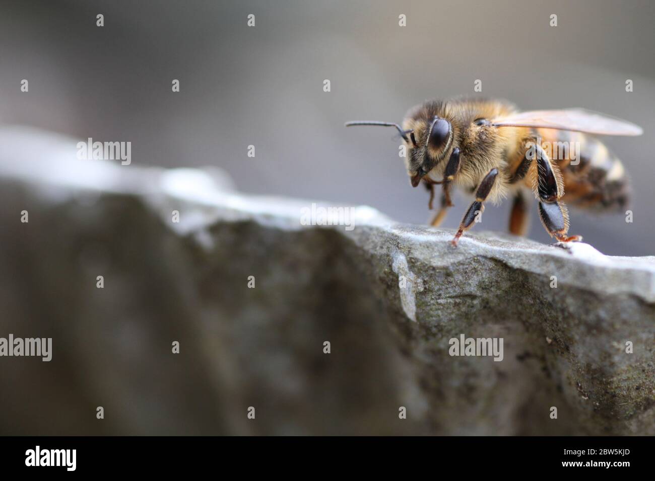 Social insect hi-res stock photography and images - Alamy