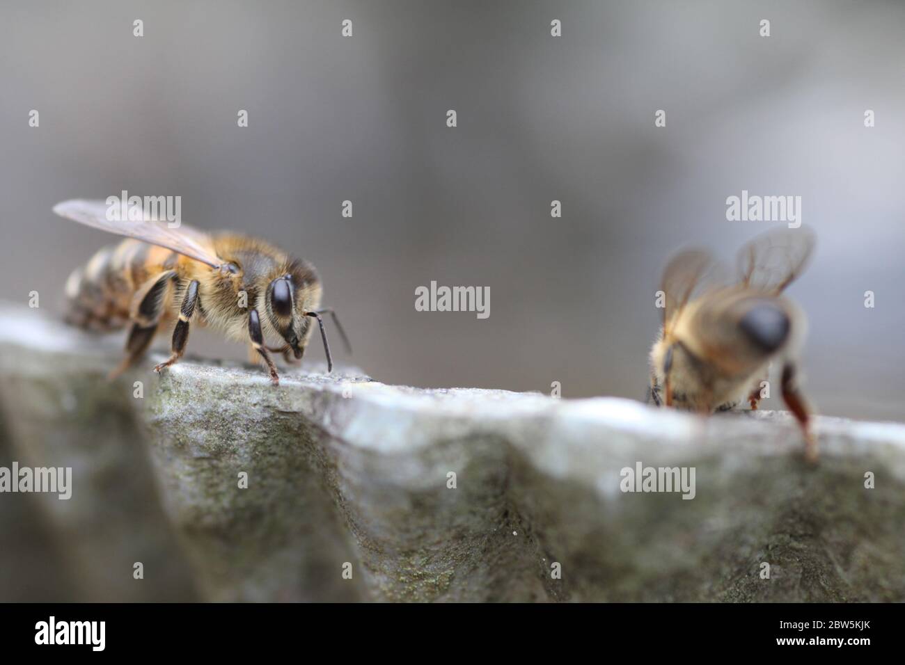Honey Bee Drinking Stock Photo - Alamy