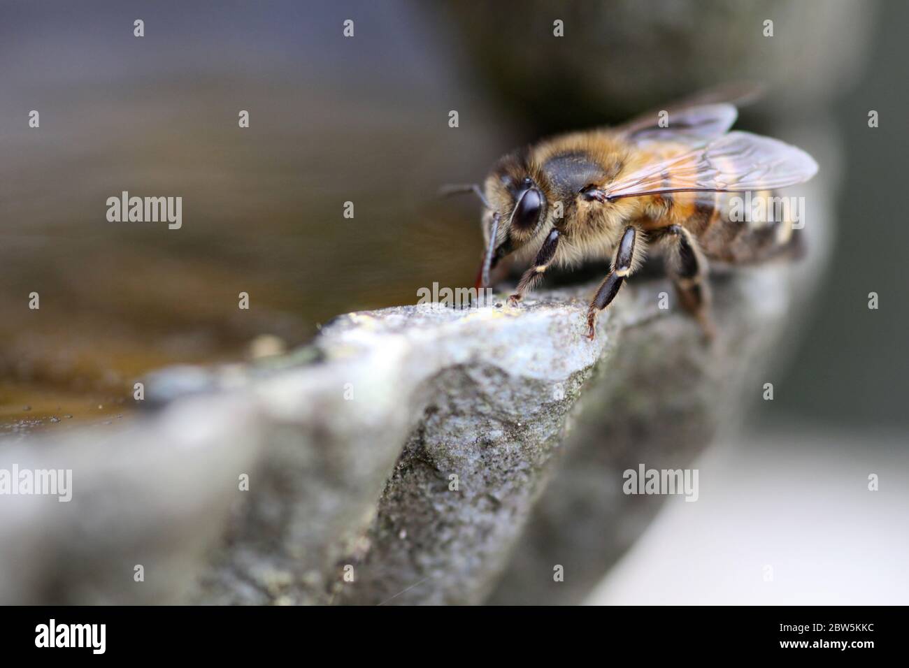 Honey Bee Drinking Stock Photo - Alamy
