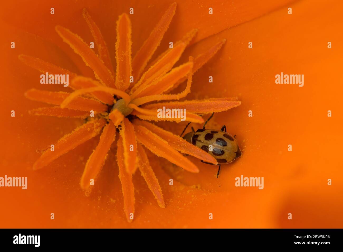 A spotted cucumber beetle (Diabrotica undecimpunctata) nestled into the ...