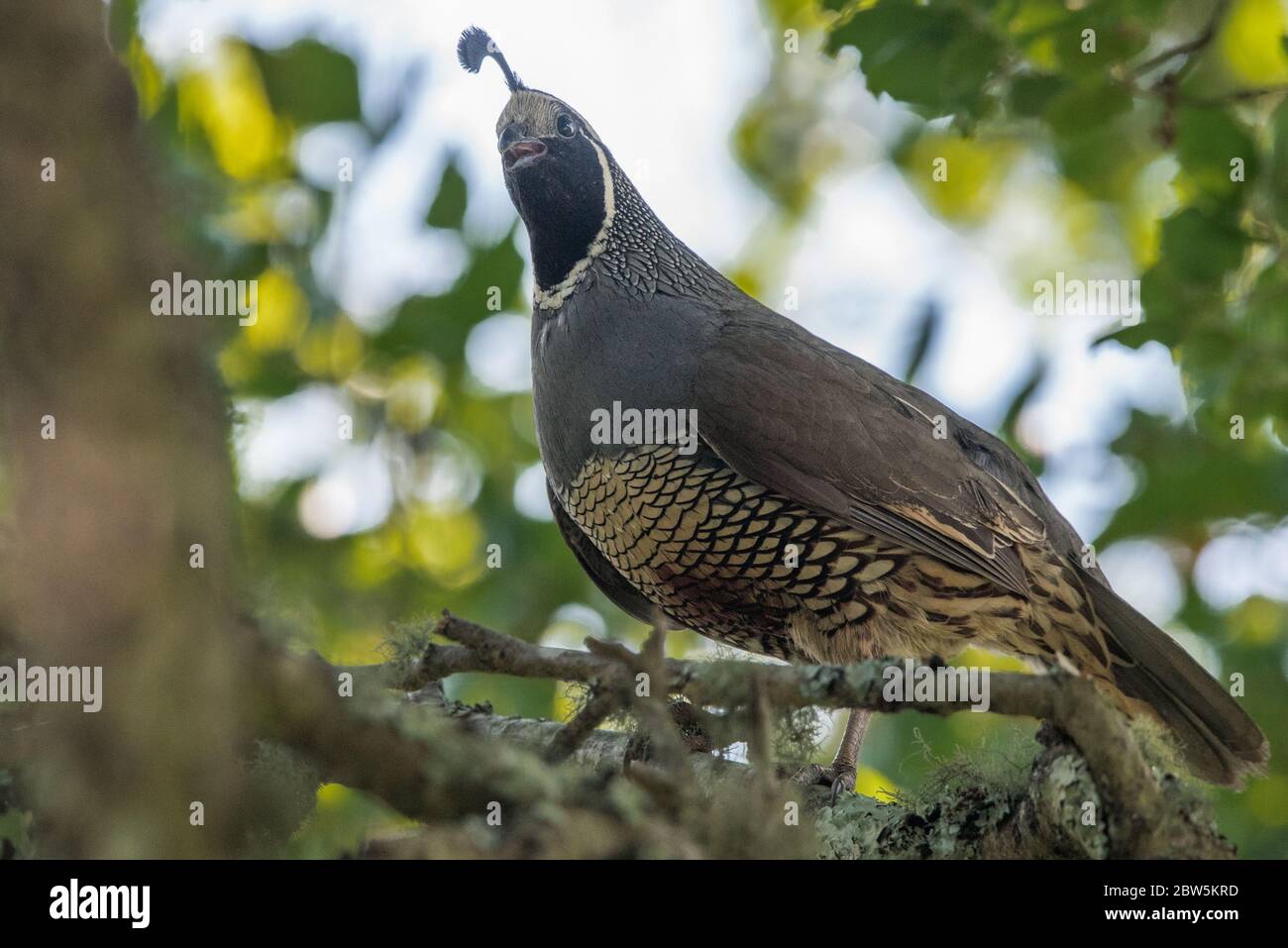 California quail (Callipepla californica) the state bird of CA, sitting ...
