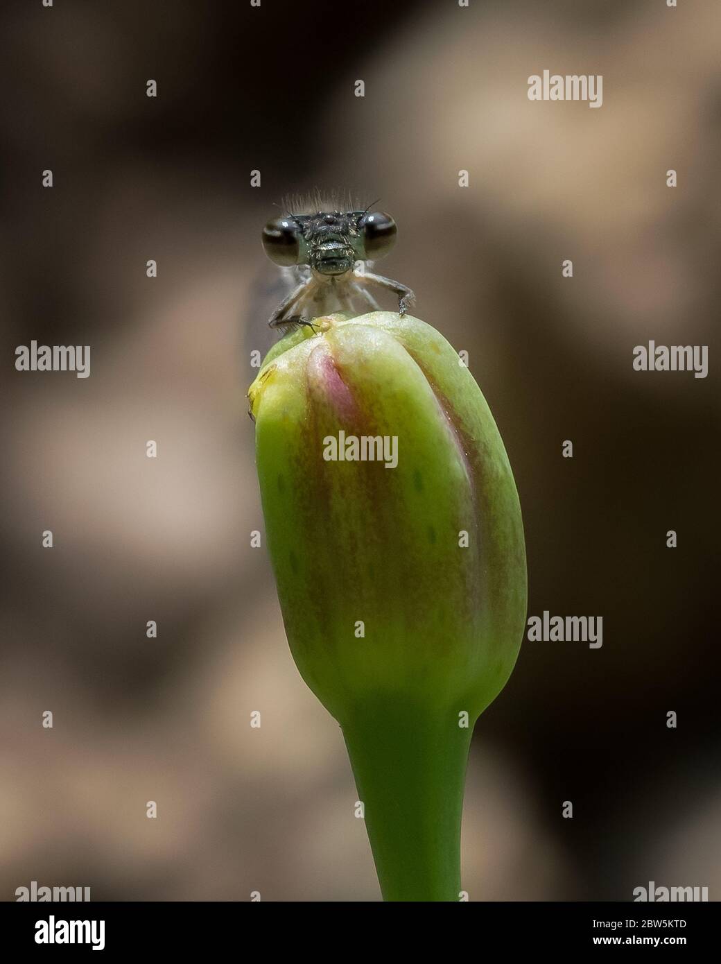 Extreme close-up of Damselfly face looking at camera Stock Photo - Alamy