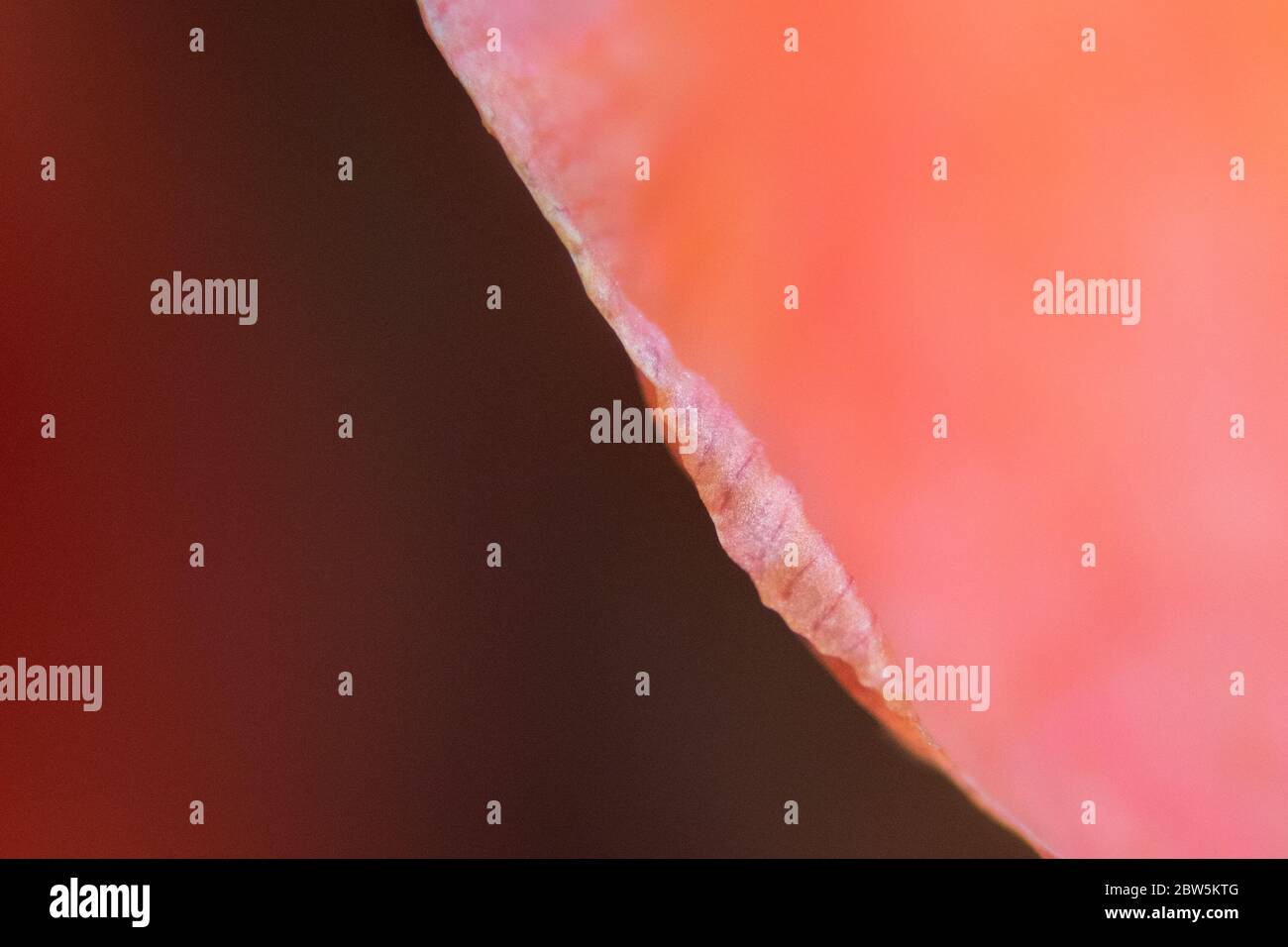 Minimalist rose design hi-res stock photography and images - Alamy