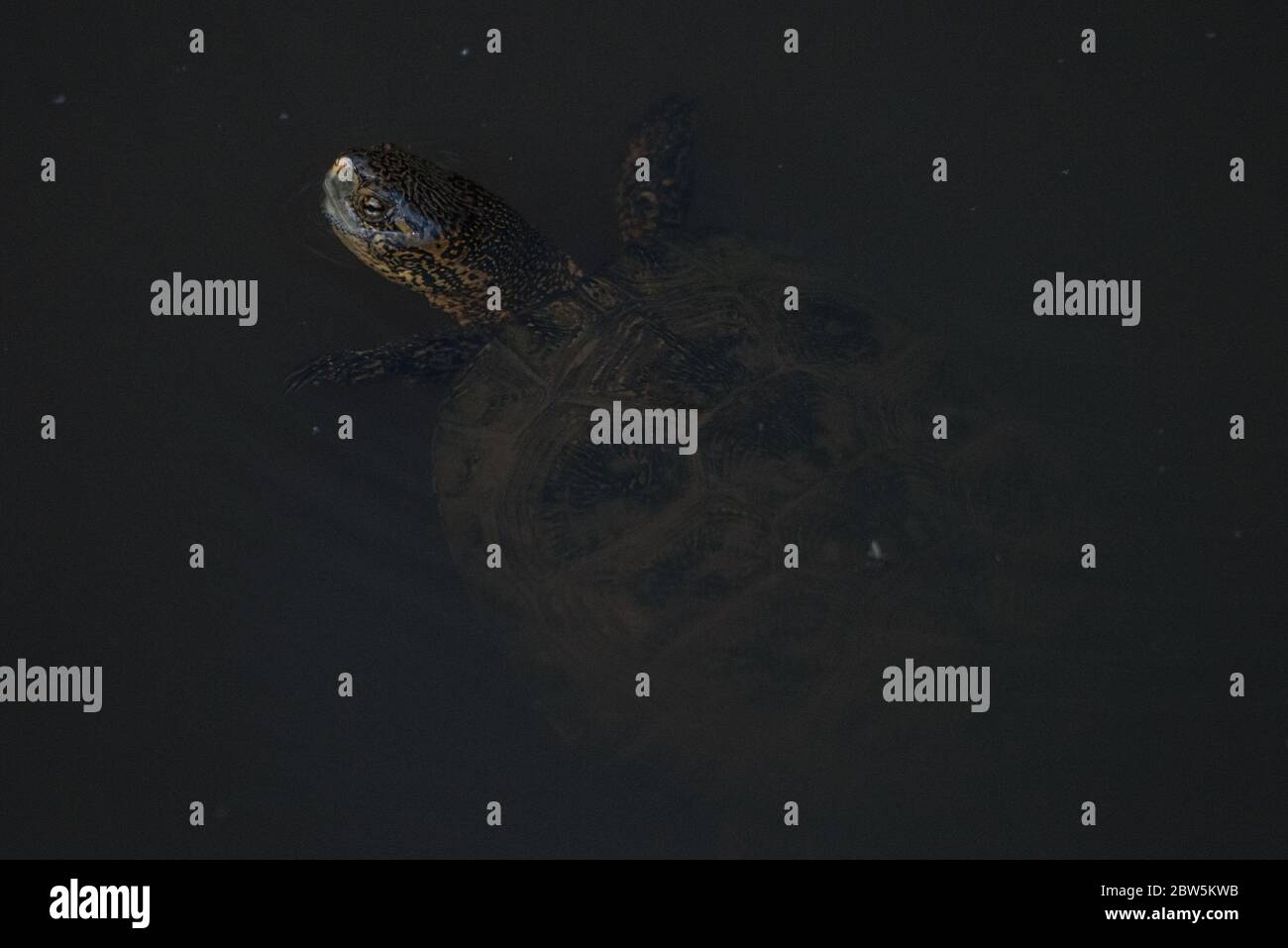 The western pond turtle (Actinemys marmorata), a vulnerable species ...