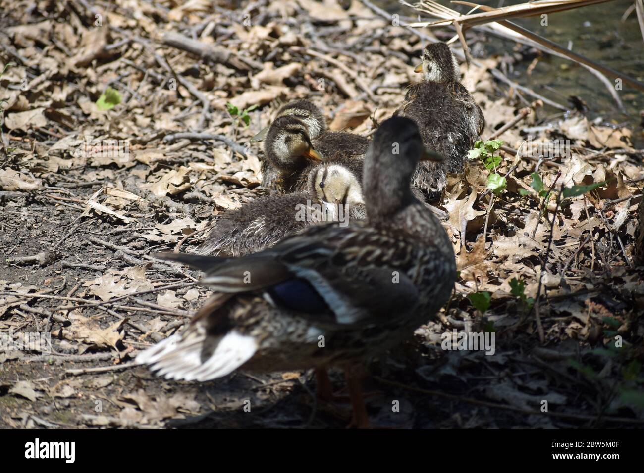 Female mallard duck playing hi-res stock photography and images - Alamy