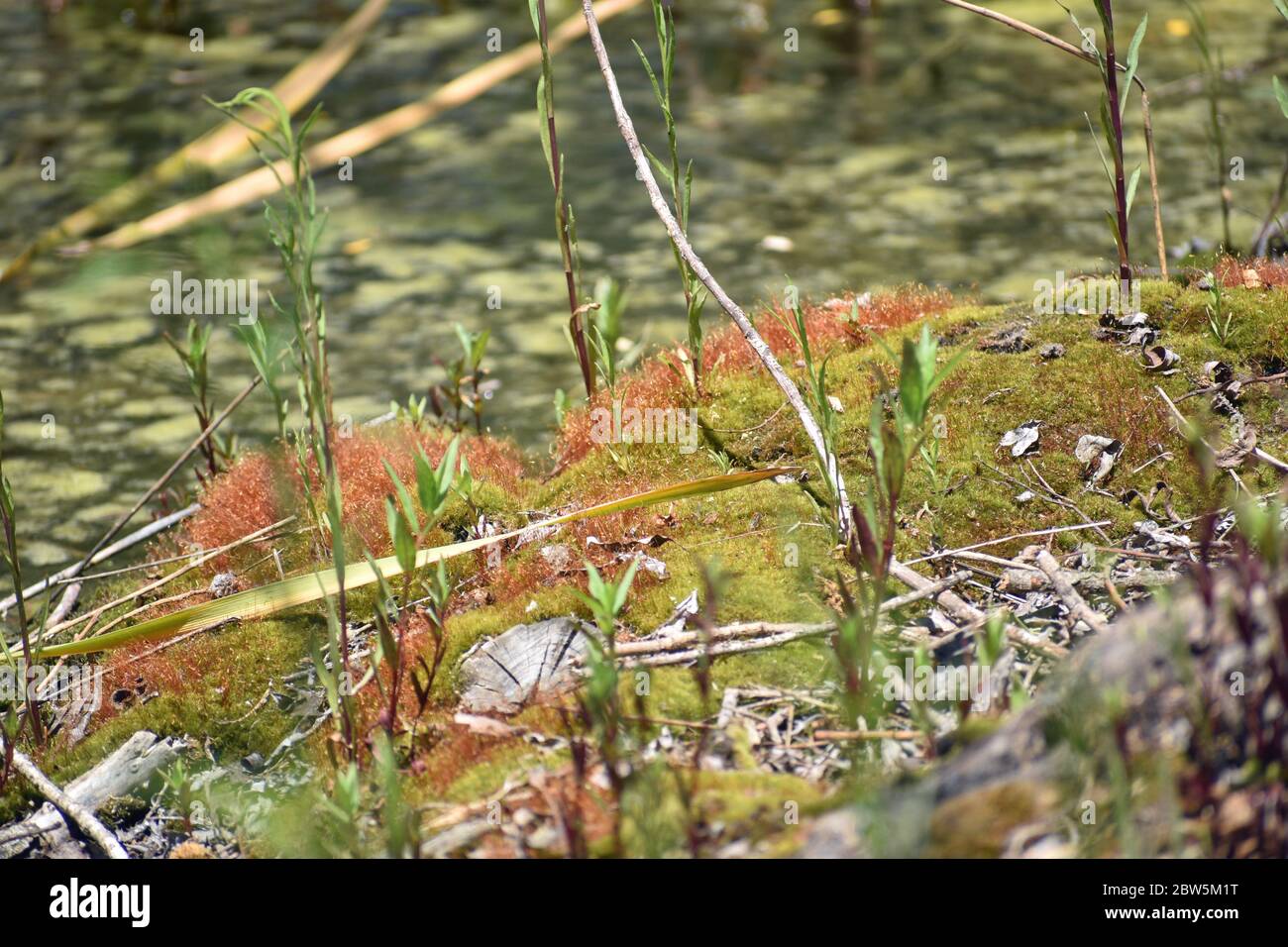 Red Moss on Boulders Stock Photo - Alamy