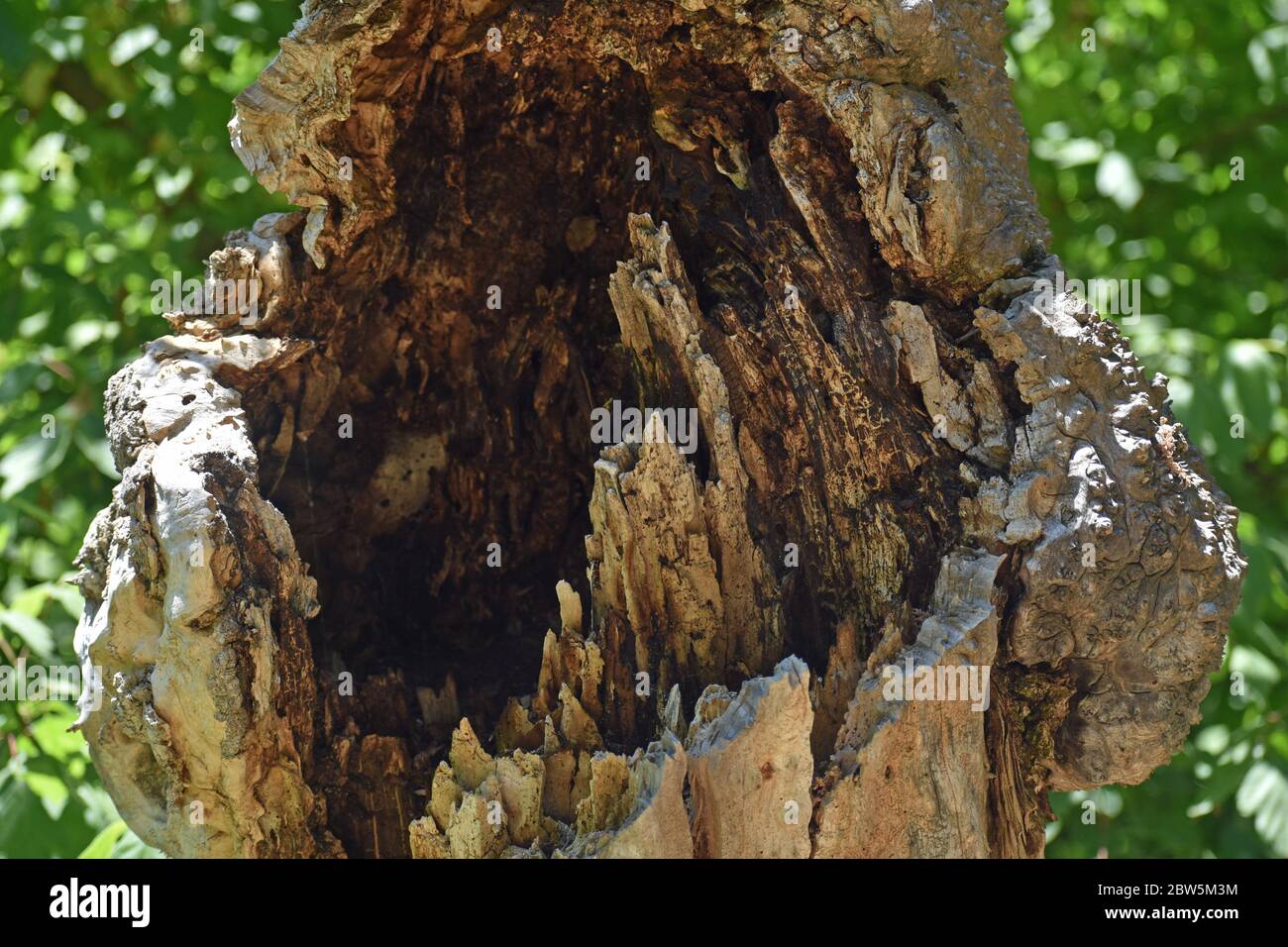 Termite Damage in a Tree Trunk Stock Photo - Alamy