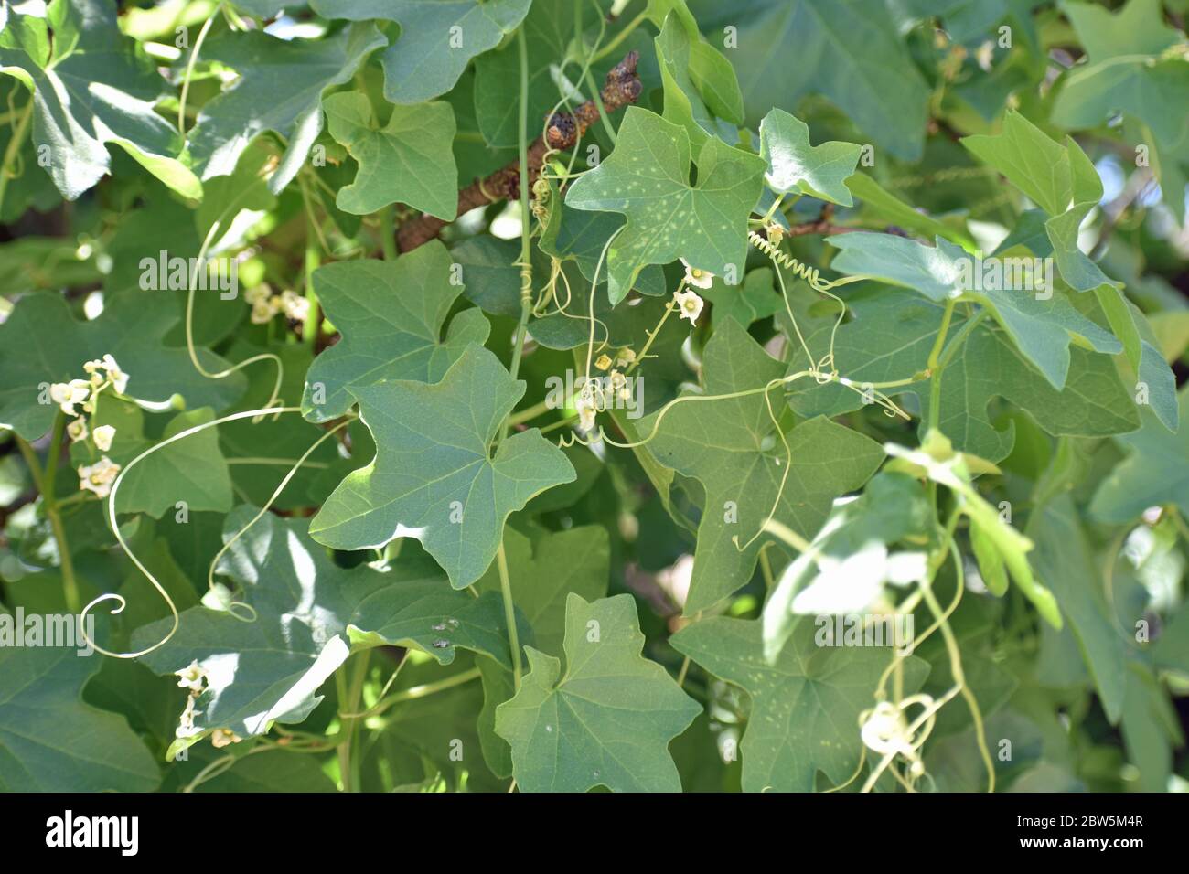 Jack fruit tree flower hi-res stock photography and images - Alamy