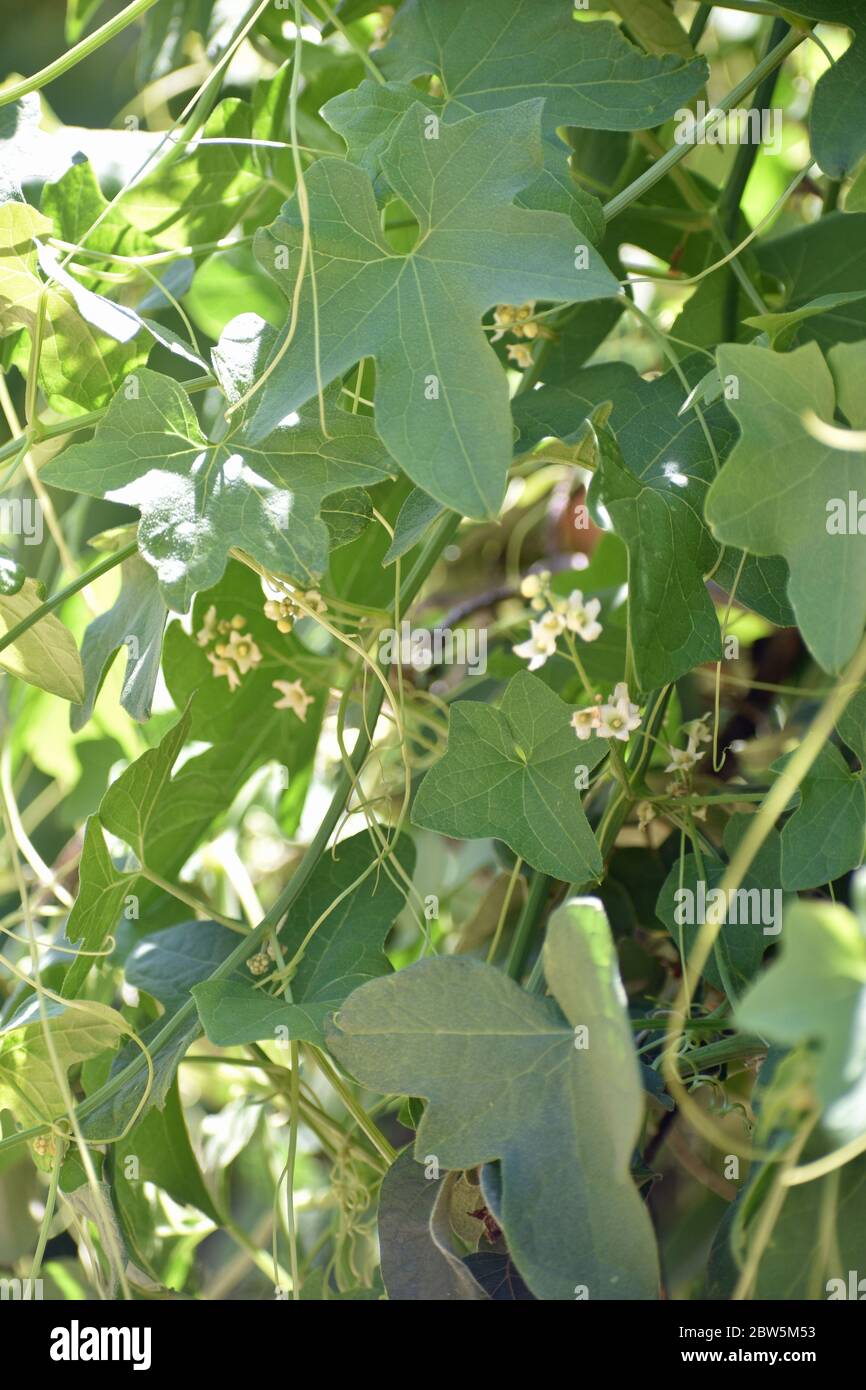 Jack fruit tree flower hi-res stock photography and images - Alamy