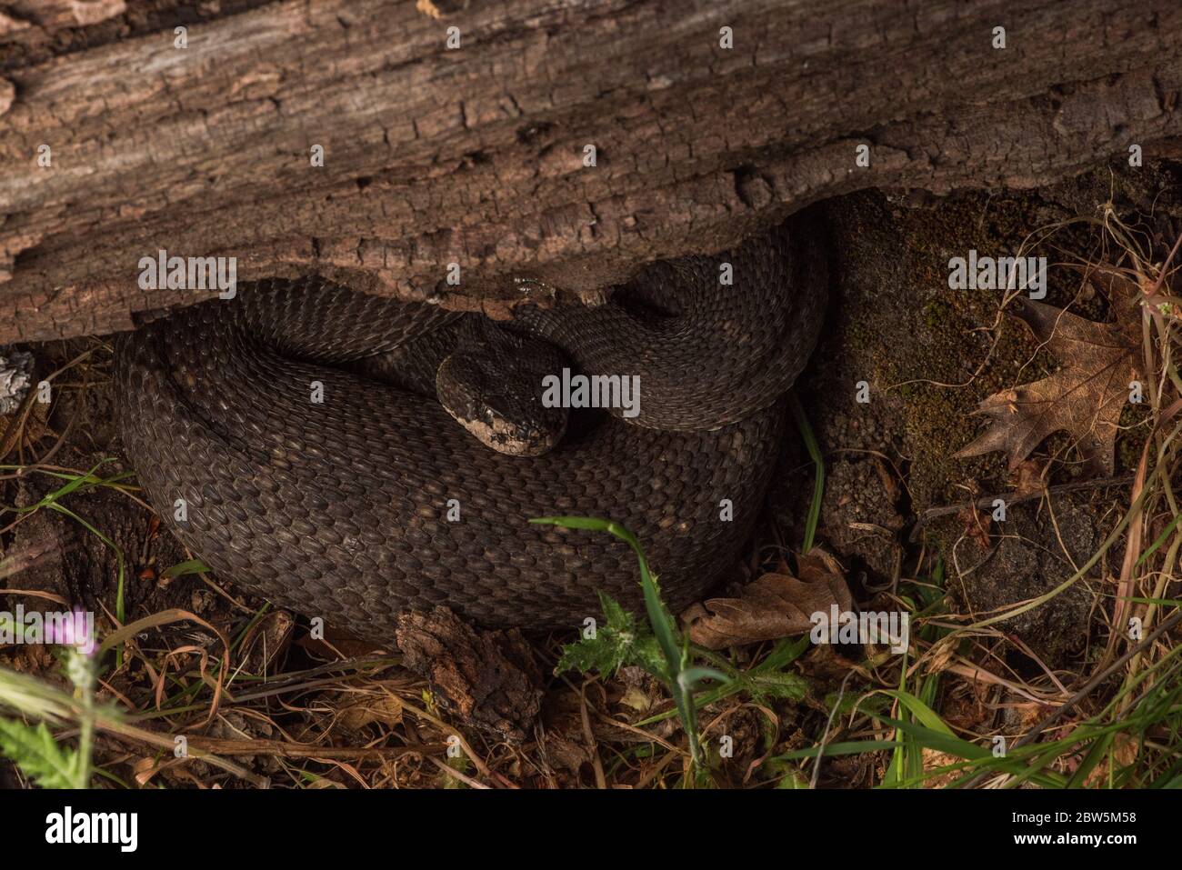 A northern pacific rattlesnake (Crotalus oreganus) in California ...
