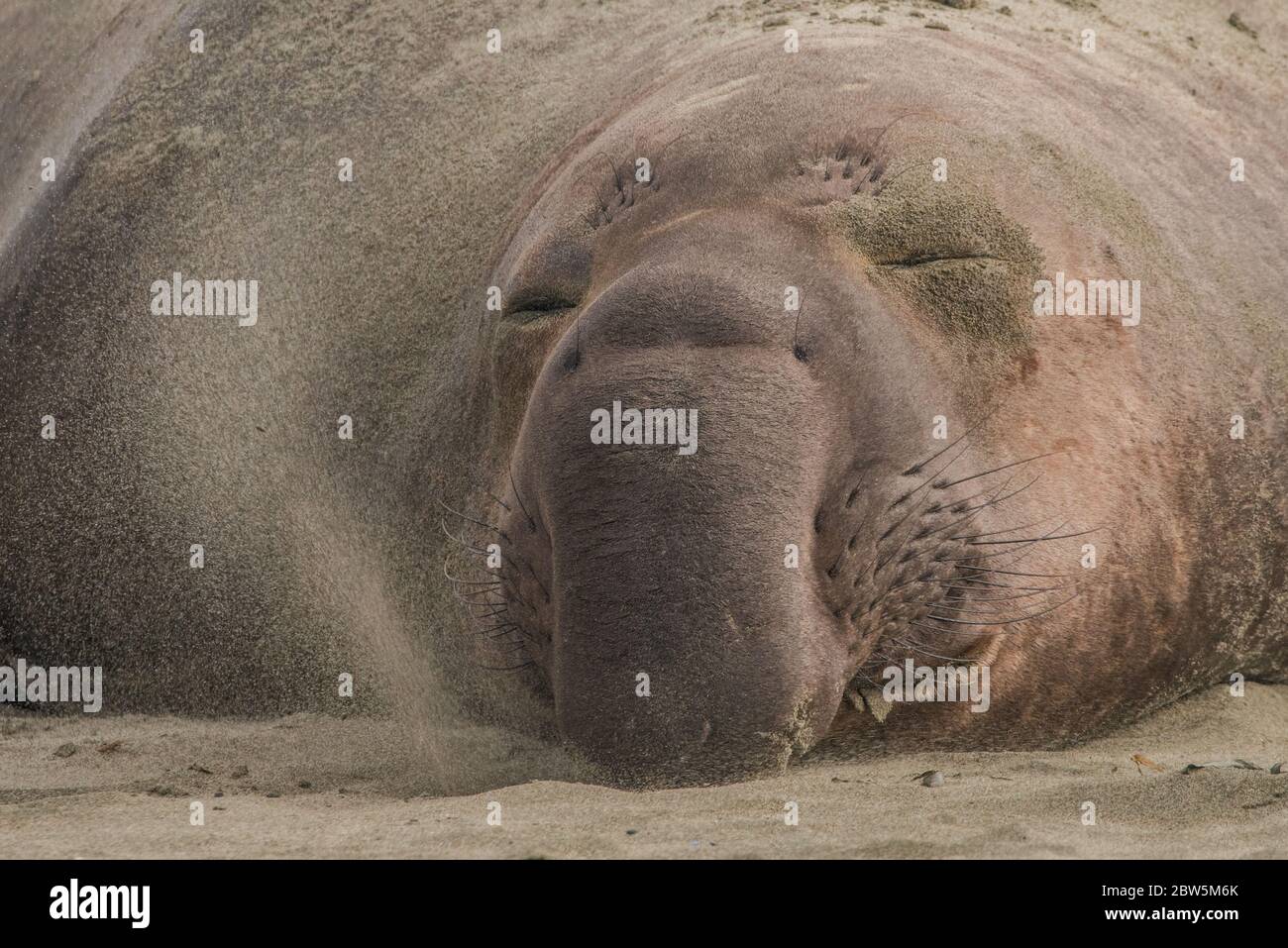 A northern elephant seal (Mirounga angustirostris) male sleeps on the ...