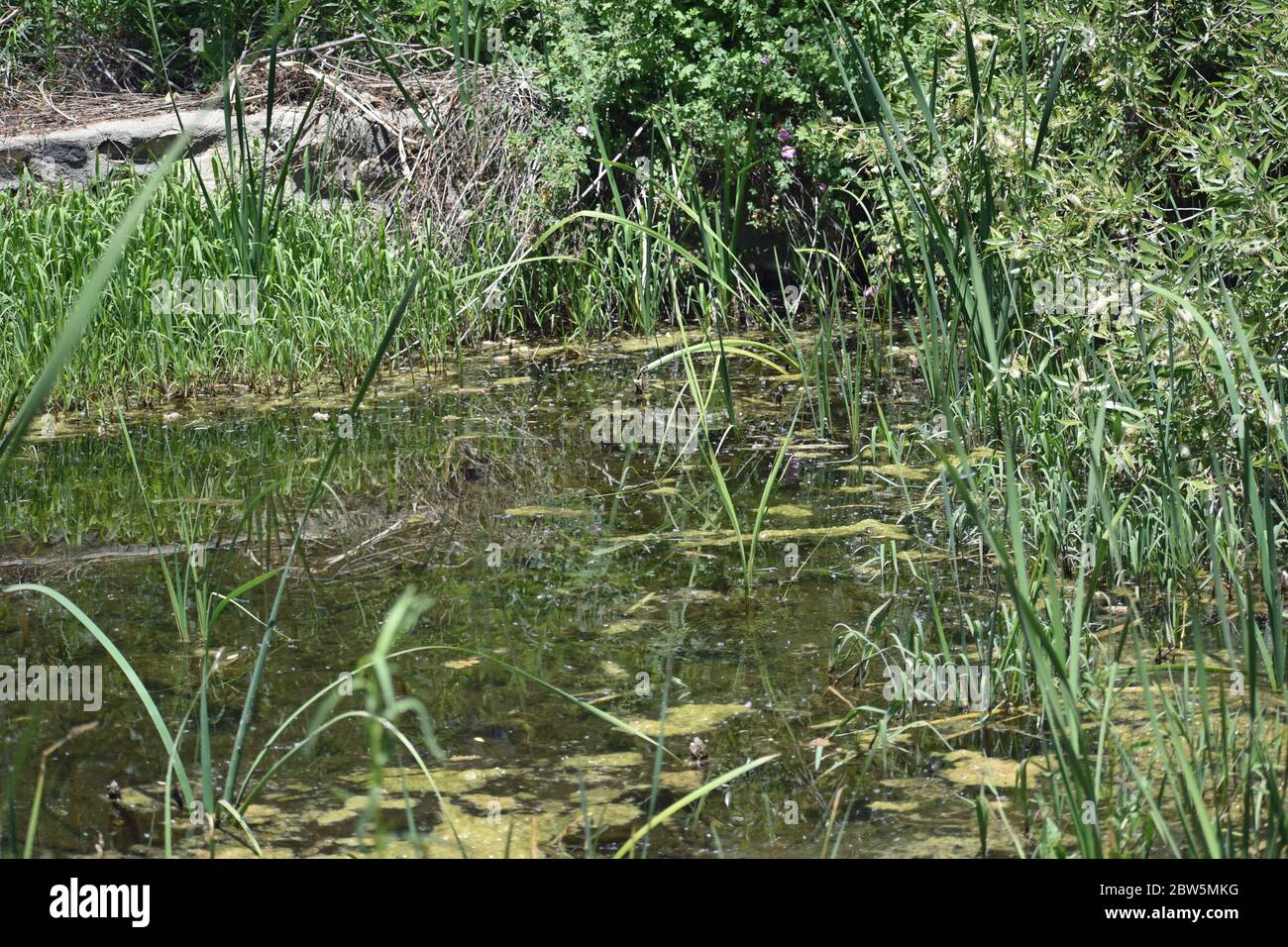 Pond with Algae Stock Photo - Alamy