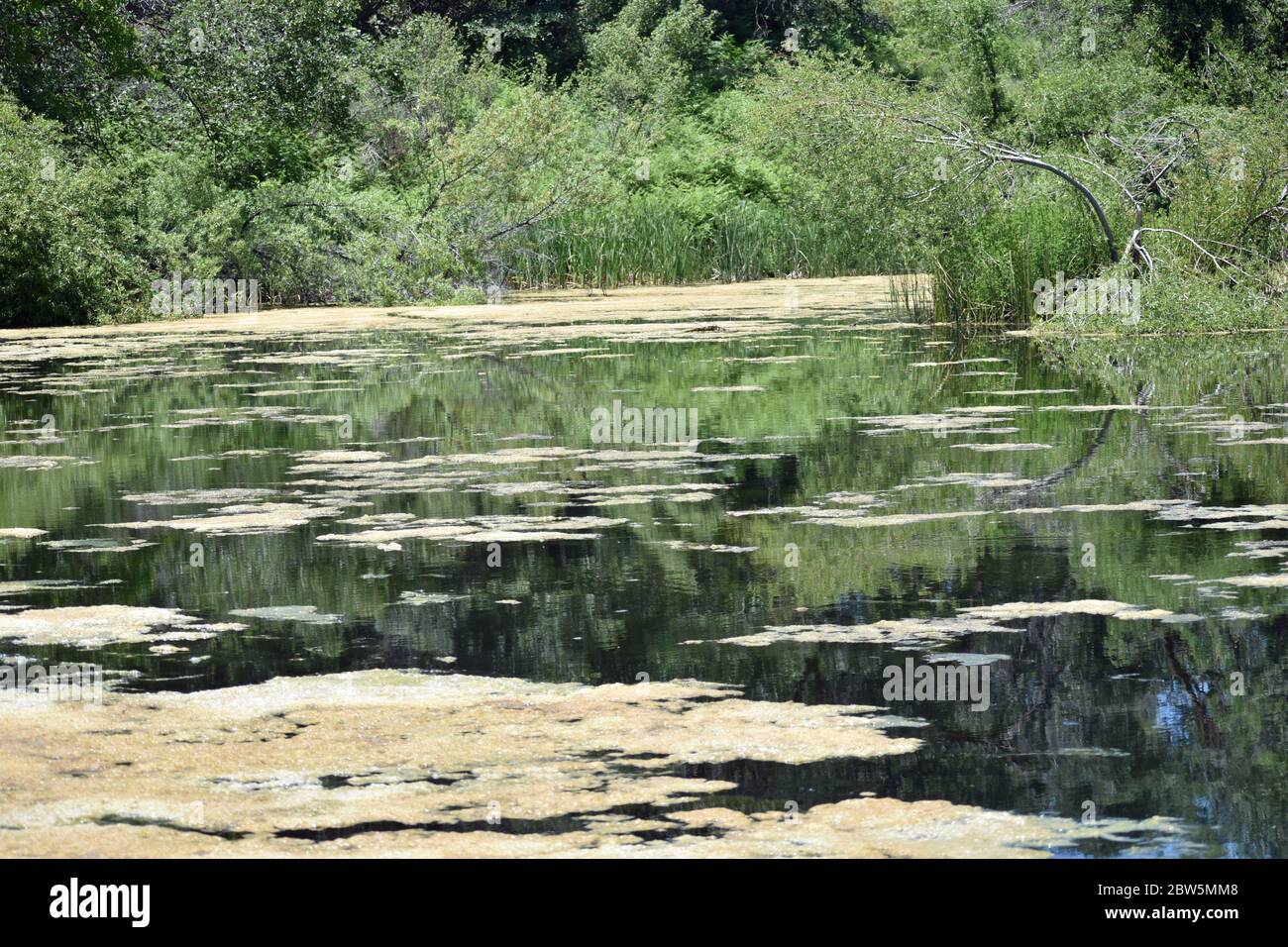 Pond with Algae Stock Photo - Alamy