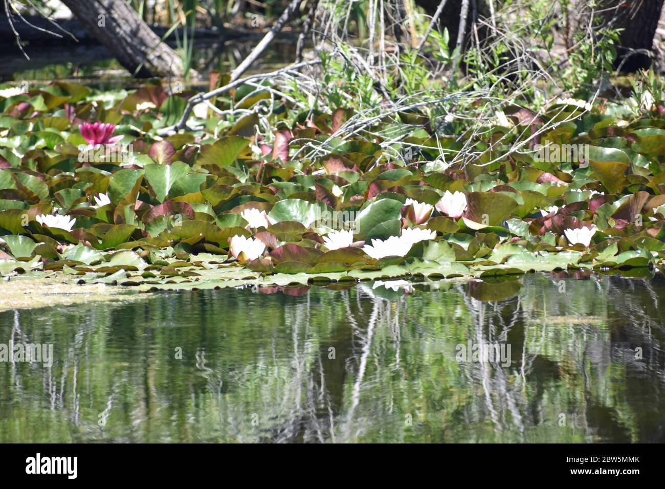 Water Lilies in a Pond Stock Photo - Alamy