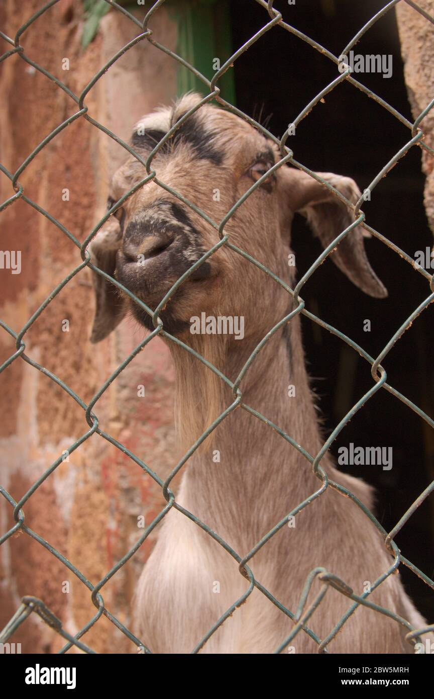 A goat looks at the camera from behind the fence that separates it from ...