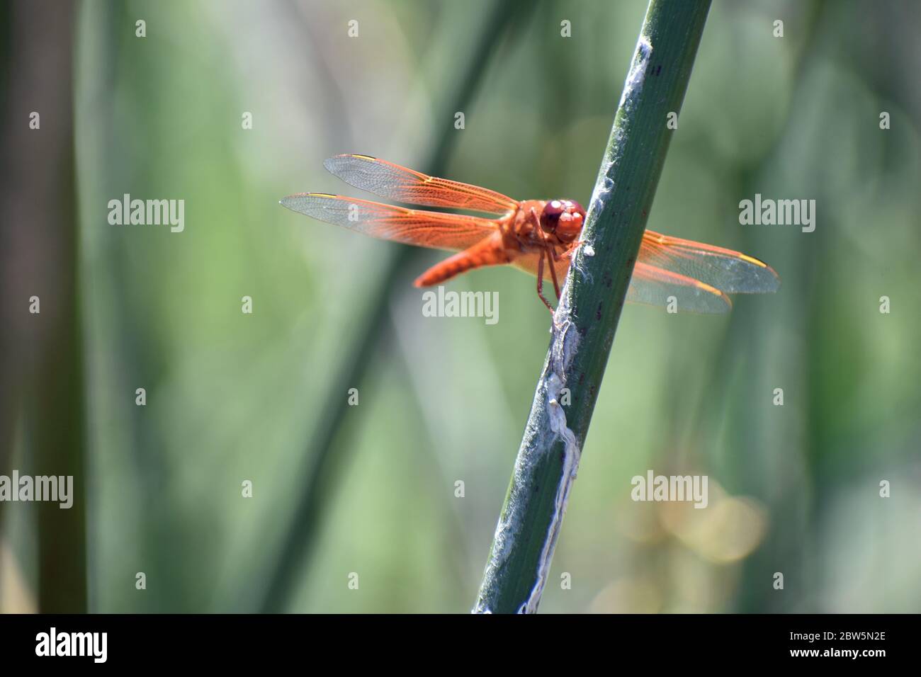 Red Dragon Fly Stock Photo - Alamy