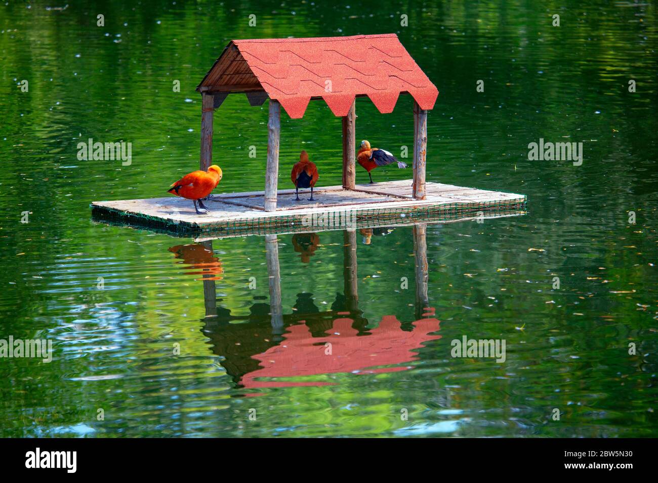 birds floating feeder at the lake Stock Photo - Alamy