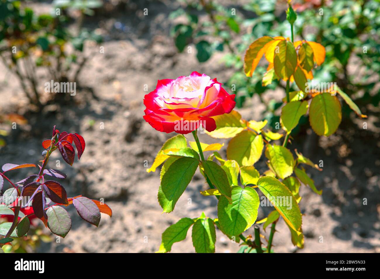 growing red rose in the garden Stock Photo - Alamy