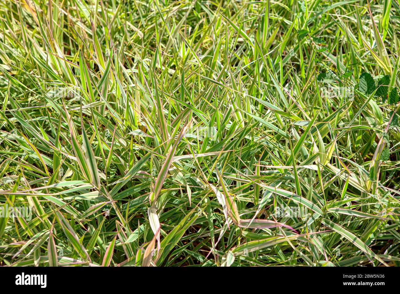 Variegated reed hi-res stock photography and images - Alamy