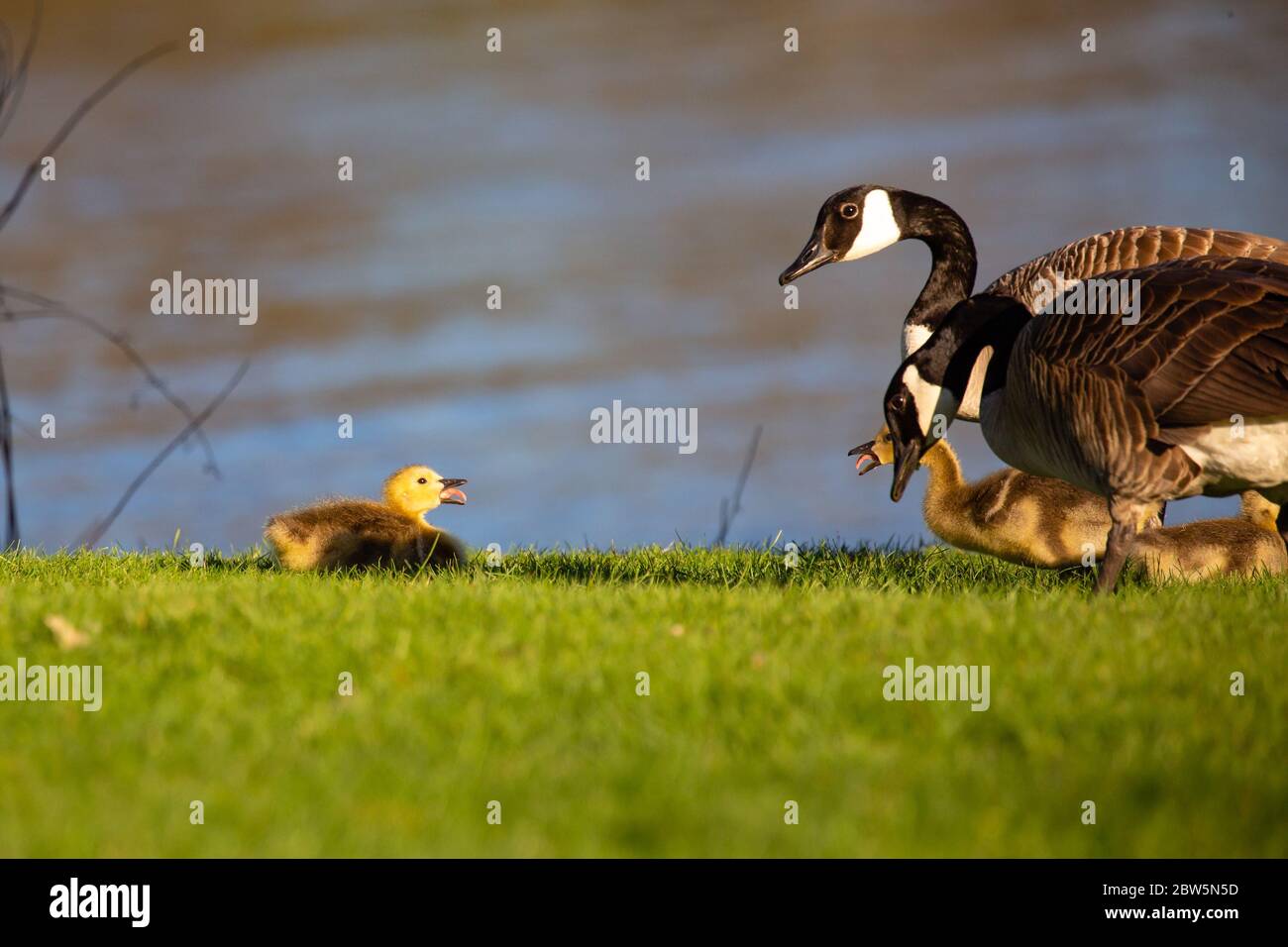 Canada goose (Branta canadensis) parents with goslings that are talking ...