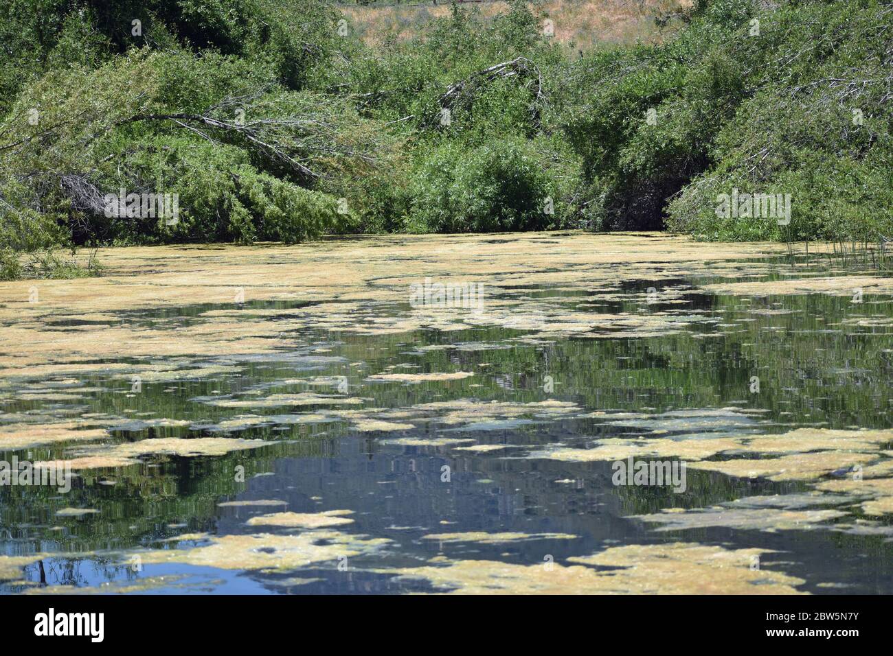Pond with Algae Stock Photo - Alamy