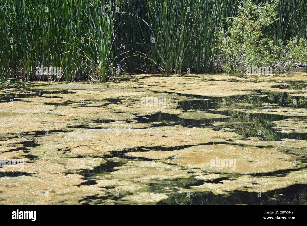 Pond with Algae Stock Photo - Alamy